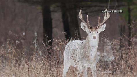 2 The Outdoors White Animals Are Both Beautiful And Revered