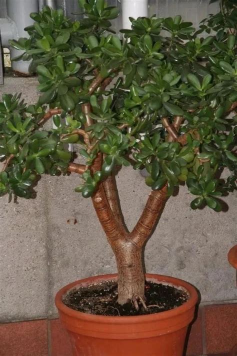 幾種在夜晚釋放氧氣的植物 養在臥室里都不用擔心 阿波羅新聞網