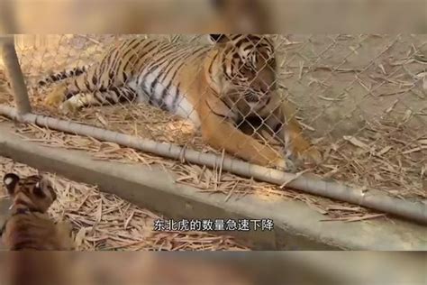 老外怀疑东北虎的力量想用比特犬干掉老虎镜头记录刺激场面1 老虎 东北 老外