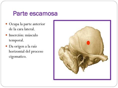 Ppt Facultad De Ciencias MÉdicas Carrera De Medicina CÁtedra De AnatomÍa Hueso Occipital Y