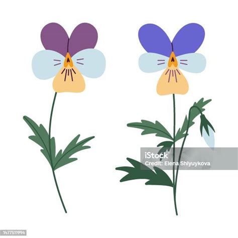 비올라 또는 보라색 꽃 만화 스타일 흰색 배경에 격리된 트렌디한 현대 벡터 삽화 손으로 그린 플랫 0명에 대한 스톡 벡터 아트
