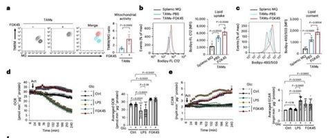 Nature Immunology丨cd40 信号重新连接脂肪酸和谷氨酰胺代谢以刺激巨噬细胞抗肿瘤发生功能 知乎