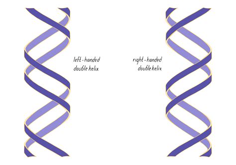 Alpha Helix Dna