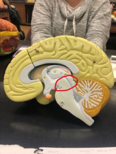 Aandp Lab Mesencephalon Flashcards Quizlet