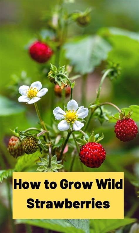 How To Grow Wild Strawberries Strawberry Plants