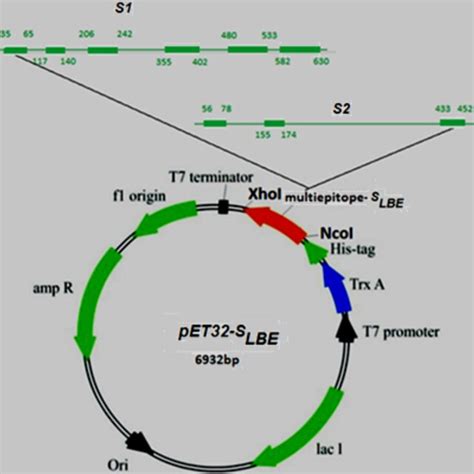 Schematic Map Of Selected Antigenic Regions B Cell Epitopes In Spike