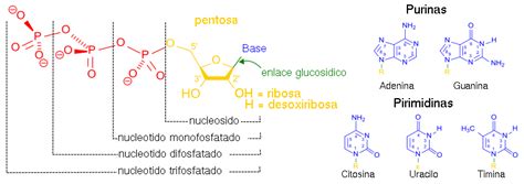 Que Es Un Nucleotido