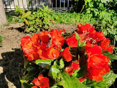 Самые любимые однолетники, которые надо срочно сеять в декабре | УЧЕНЫЙ ...
