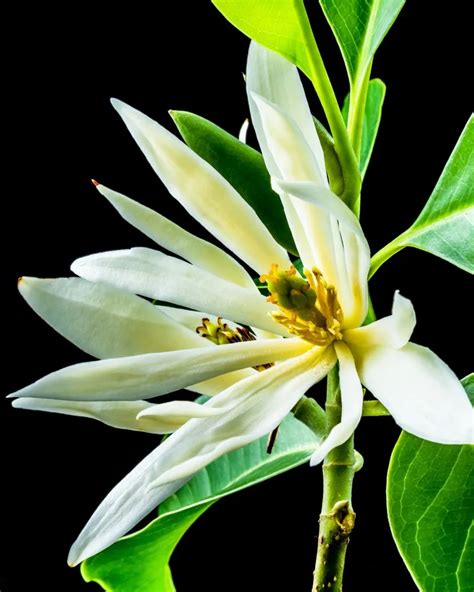 100 Hình ảnh Hoa Ngọc Lan đẹp Và Tinh Tế Nhất Hiện Nay