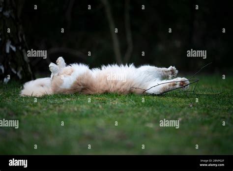 Playful Beige Cream Colored Maine Coon Cat Lying On Grass Outdoors In