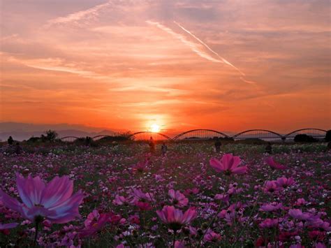 コスモス 夕化粧 GANREF