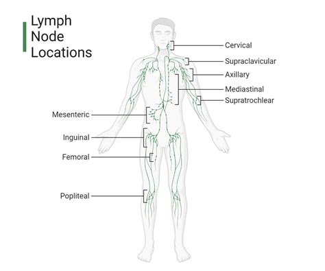Lymphatic System Organs Functions Diseases