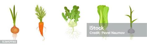 Fresh Vegetables With Rootstock And Top Leaves Vector Set向量圖形及更多一組物體圖片