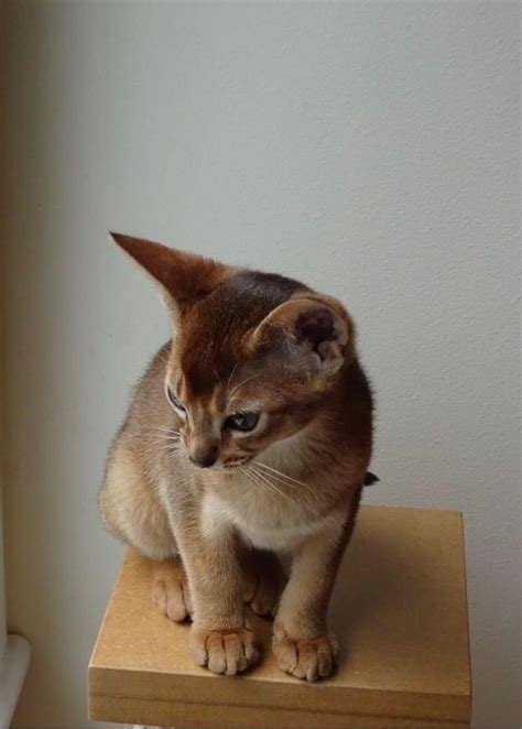 Pin On Abyssinians Abyssinian Cats Abyssinian Kittens Cute Cats