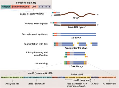 Brb Seq Ultra Affordable High Throughput Transcriptomics Enabled By
