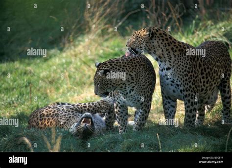 Leopards Pair Mating Panthera Pardus Adult Affection Affectionate
