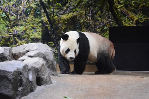 新施設「パンダのもり」の観覧方法について（※10月5日からジャイアントパンダの観覧方法と撮影条件が変わります） ｜ 東京ズーネット