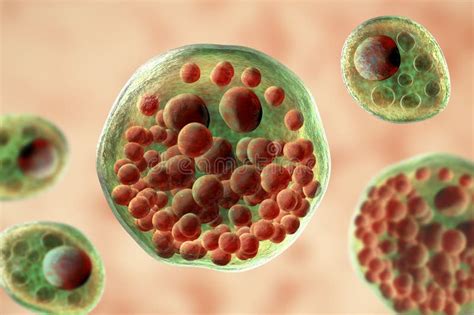 Rhinosporidium Seeberi Parasite The Causative Agent Of