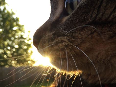 Aglldiff Guiding Diffusion Models Towards Unsupervised Training Free Real World Low Light Image