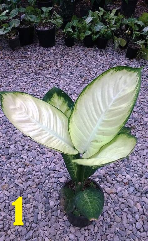 فروش گل دیفن باخیا