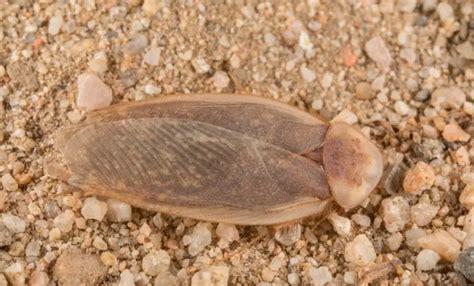 21 California Cockroaches Cockroaches In California With Pictures