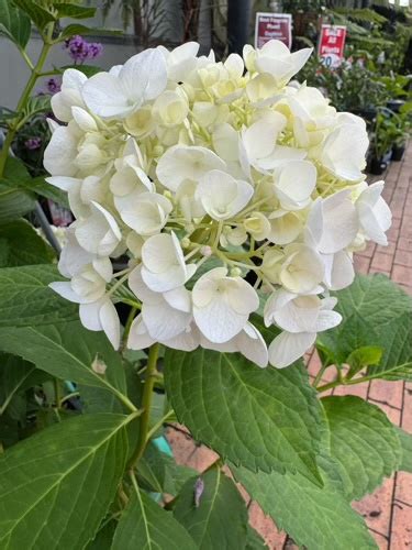 Hydrangea Agnes Pavelli 2l Lushingtons