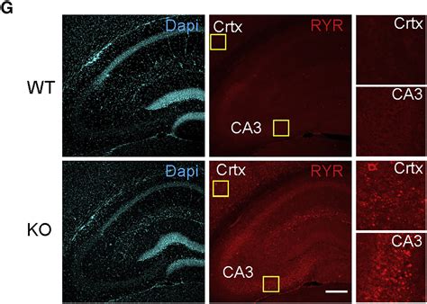Neuronal Autophagy Regulates Presynaptic Neurotransmission By