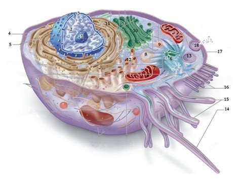 Cell Diagram Quizlet