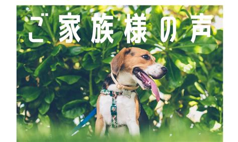 お喜びの声、第152号！（僧帽弁閉鎖不全症の手術を受けたベルちゃんのご家族から） 茶屋ヶ坂動物病院 名古屋市千種区