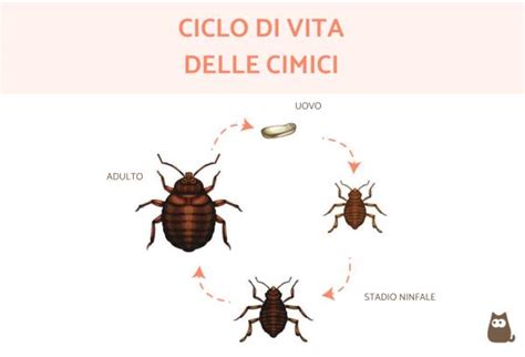 Quanto Vive Una Cimice Ciclo Di Vita Completo