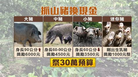 抓山豬換獎金！蘭嶼祭「緝捕令」 抓一隻野豬最高領6000元 生活 三立新聞網 Setncom
