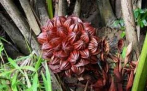 Manfaat Buah Nipah