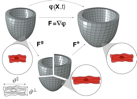 Multiscale Model Of Cardiac Growth Multiplicative Decomposition Of The