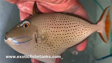 “magnificent” Sargassum Triggerfish 6” Youtube