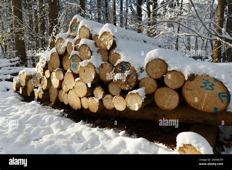 Stacked Felled Trees In The Forest Cross Section Of Tree Trunks Wood Background Logging