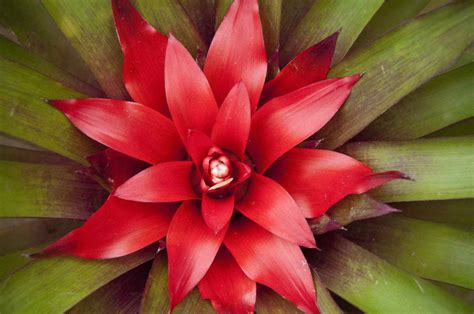 Top Houseplants With Red Flowers