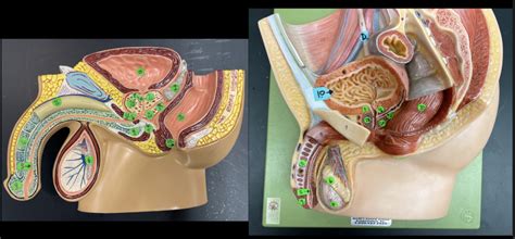 Reproductive Labeling Structure Diagram Quizlet