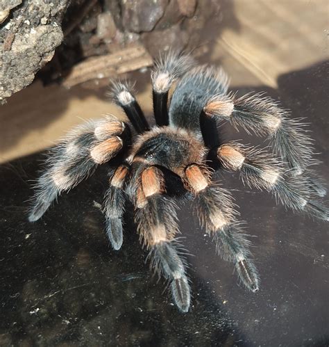 B Smithi Or B Hamorii Rtarantulas