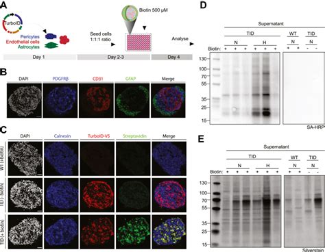 Pericyte Specific Secretome Profiling In Hypoxia Using Turboid In A
