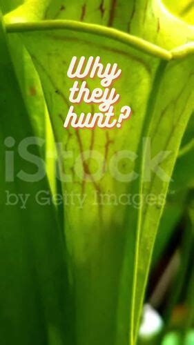 Plant Structures And Functions Plant Parts Powerpoint Notes And Ap