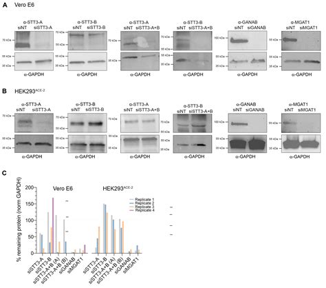 Inhibition Of Protein N Glycosylation Blocks SARS CoV 2 Infection Abstract Europe PMC