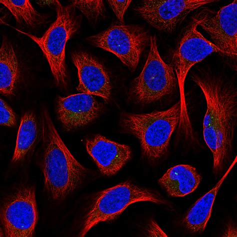 Cell Atlas Slc1a4 The Human Protein Atlas
