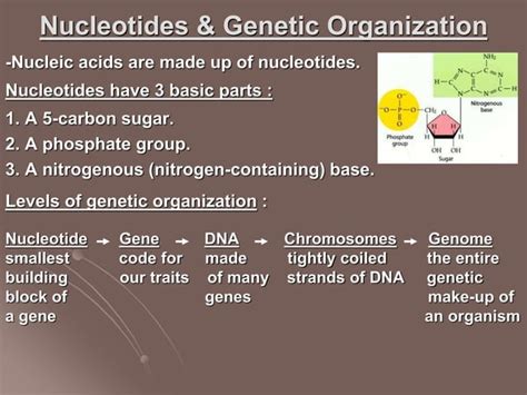 Genetic Material Ppt