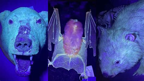 Loads Of Mammals — Including Cats — Glow Under Uv Light But We Dont