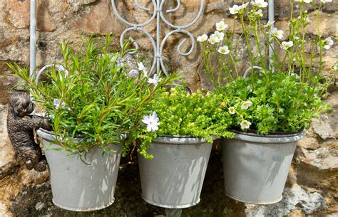Antique Bronze Coloured Cockapoo Pot Buddy Plant Pot Hanger Jardinopia Ltd