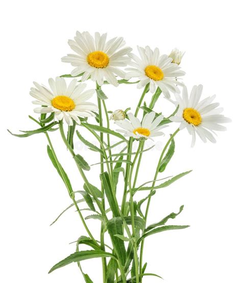 Camomille Isolate Su Fondo Bianco Senza Ombra Immagine Stock Immagine