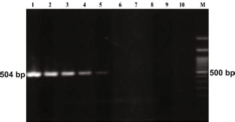 Figure 4 From Development Of Multiplex Pcr Assay For Concurrent