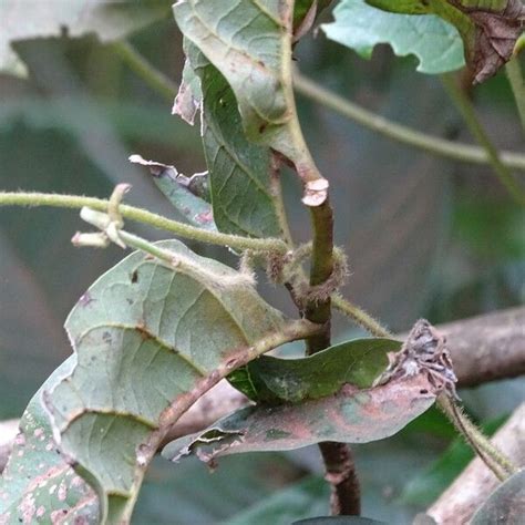 Ipomoea Kituiensis Plant Care And How To Grow Water