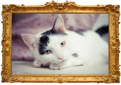 Ten General Domestic Cat Questions With Answers Michael Broad