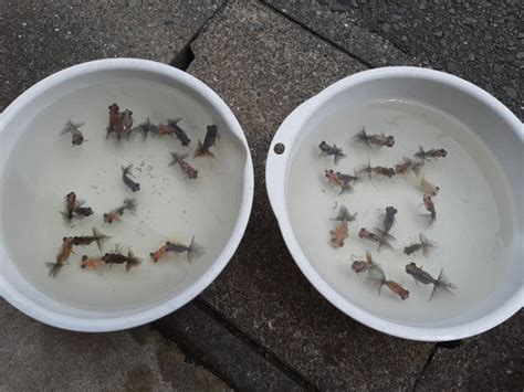 蝶尾当歳魚。。。 金魚小屋 希